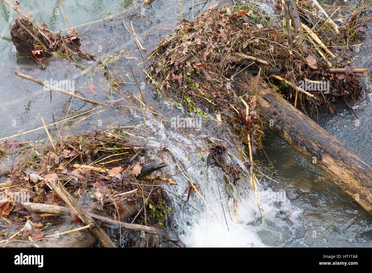 Bruch im biberdamm -Fotos und -Bildmaterial in hoher Auflösung – Alamy
