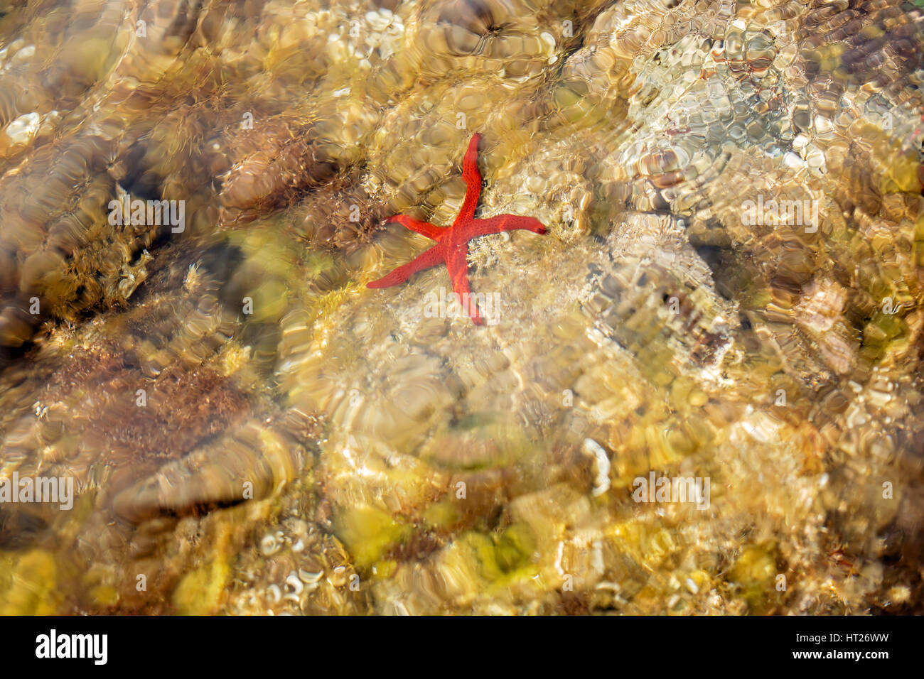 Roter Seestern im Wasser an der Côte d ' Azur Stockfotografie - Alamy