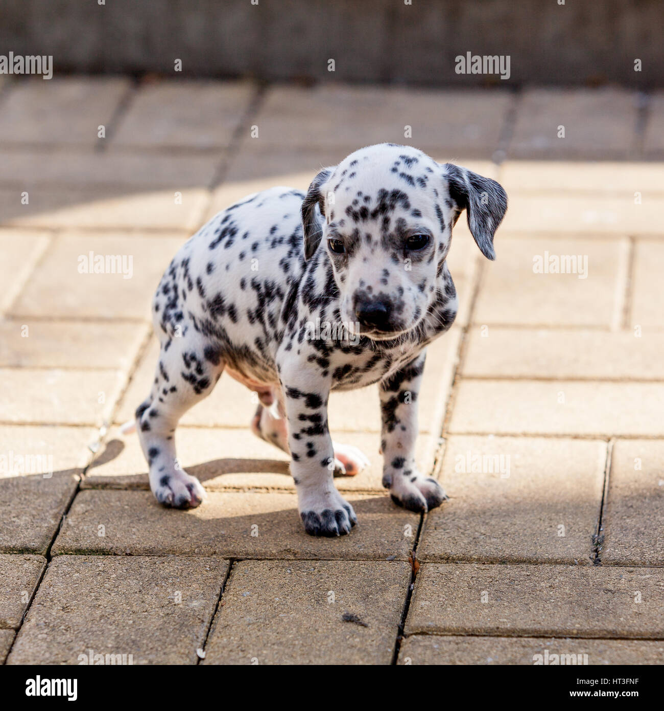 Dalmatiner welpe -Fotos und -Bildmaterial in hoher Auflösung – Alamy