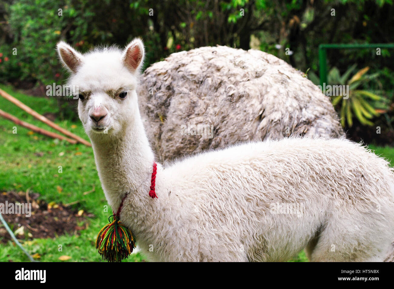 Baby Lama (Lama Glama) in einem Garten. El Tambo. Ingapirca. Ecuador ...