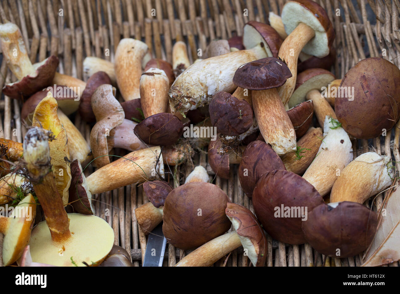 Maronen röhrling -Fotos und -Bildmaterial in hoher Auflösung – Alamy