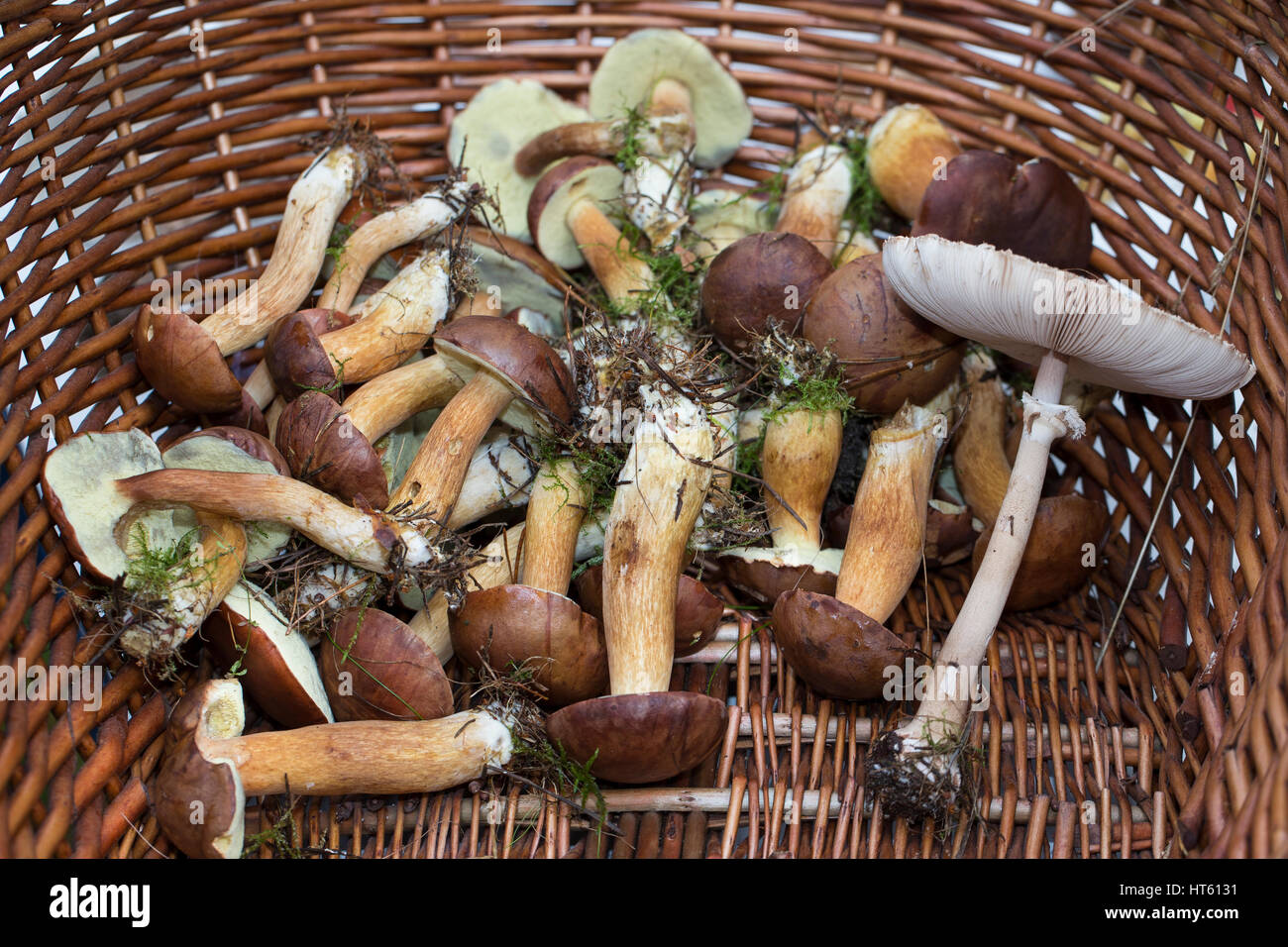 Pilzernte, Pilze im Korb, Pilzkorb, Pilzmahlzeit Mit Maronen-Röhrling ...