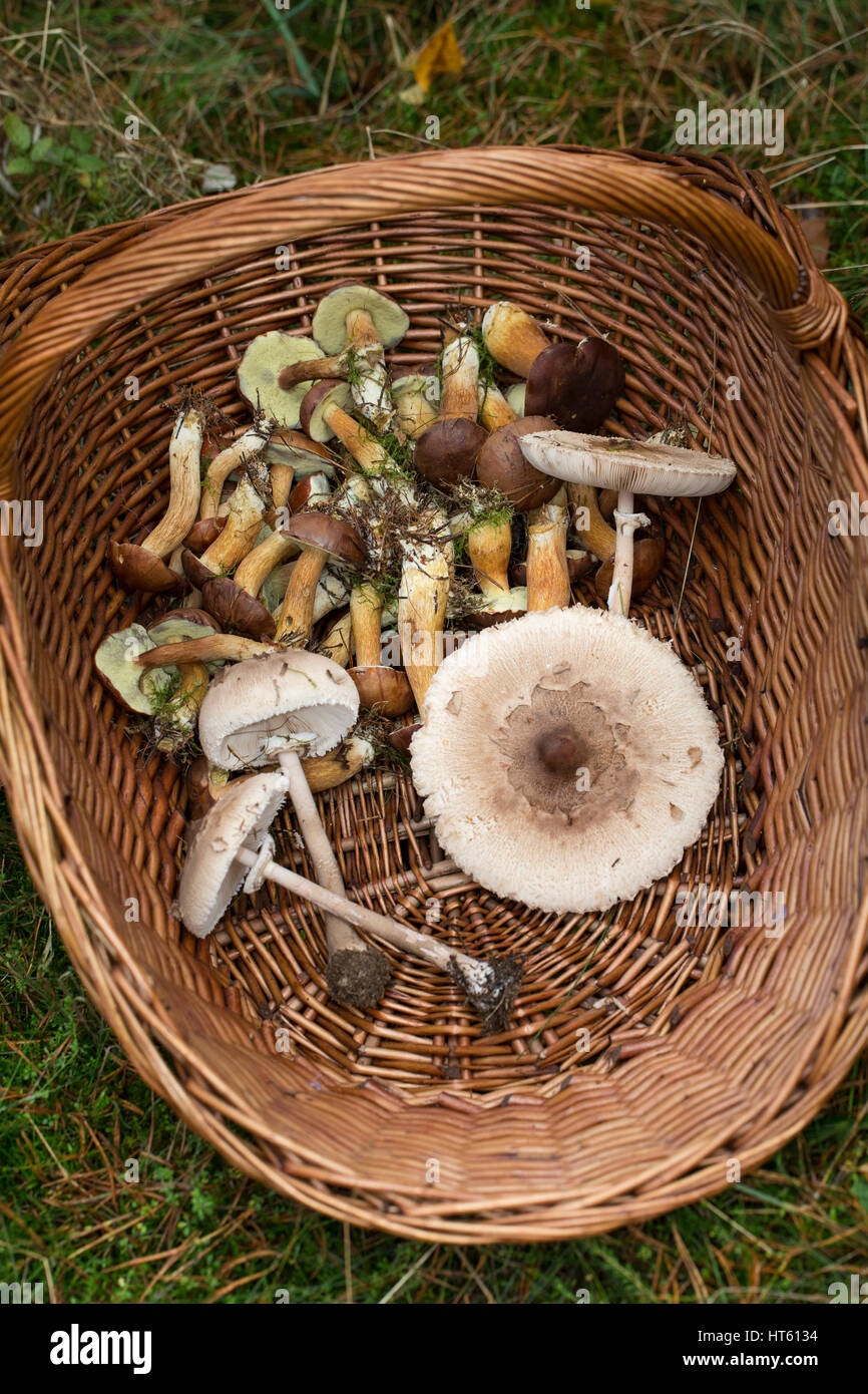 Pilzernte, Pilze im Korb, Pilzkorb, Pilzmahlzeit Mit Maronen-Röhrling ...
