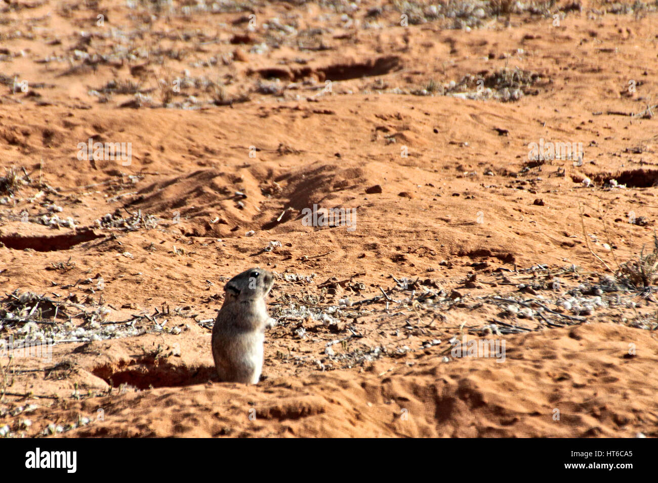 Fette sandratte -Fotos und -Bildmaterial in hoher Auflösung – Alamy