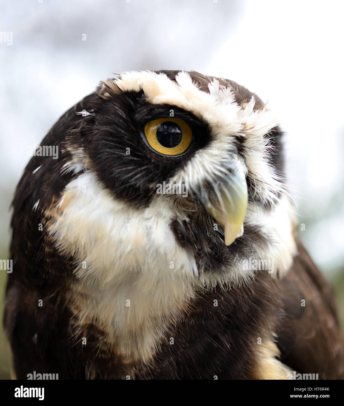 Augen der eule -Fotos und -Bildmaterial in hoher Auflösung – Alamy
