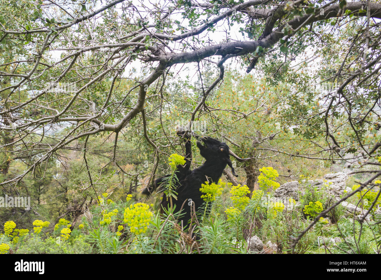 Ziege stehend auf den hinteren Fuß Blätter auf einem Olivenbaum im Wald ...