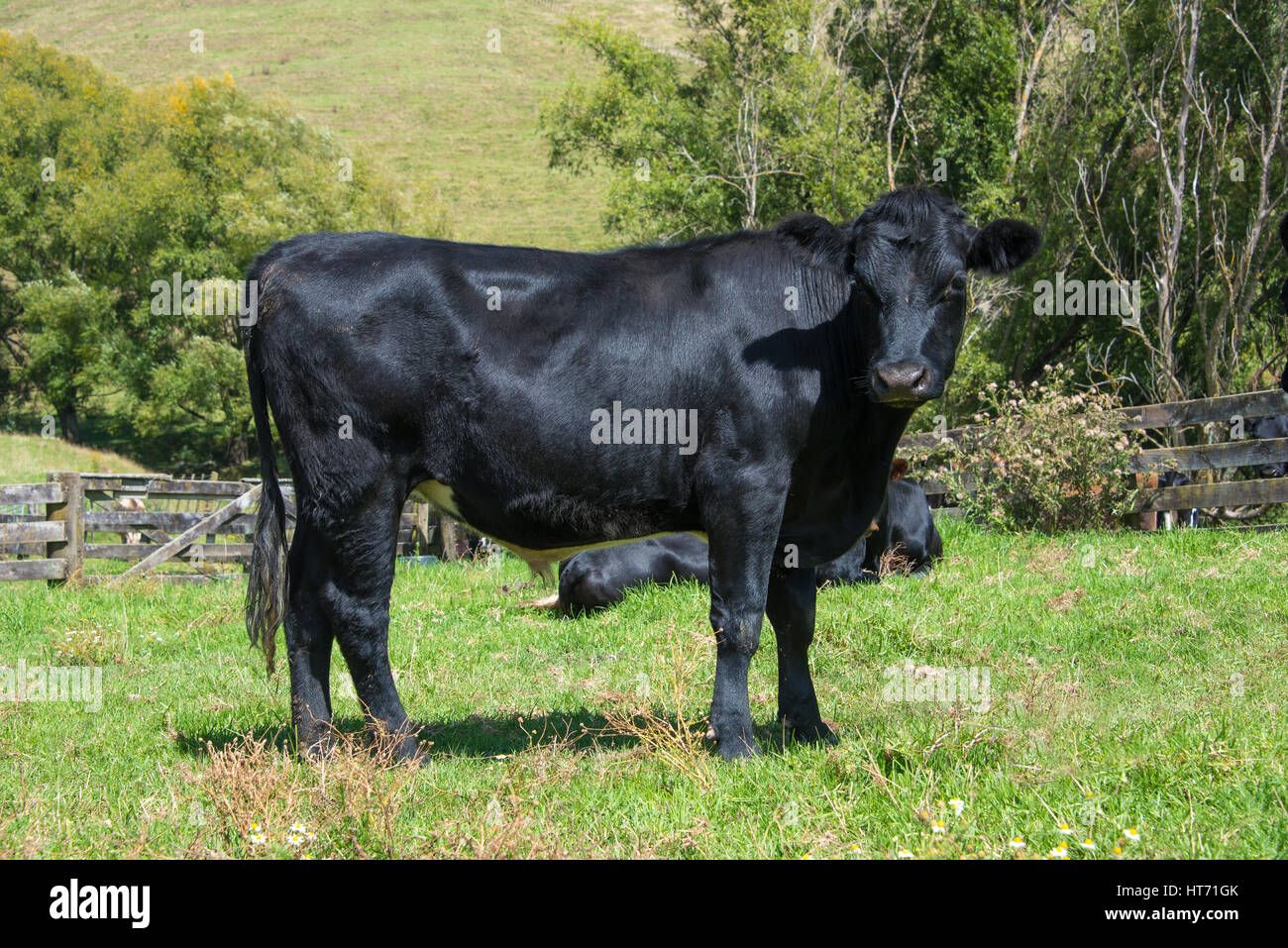 Angus Schwarz Stockfotos und -bilder Kaufen - Alamy