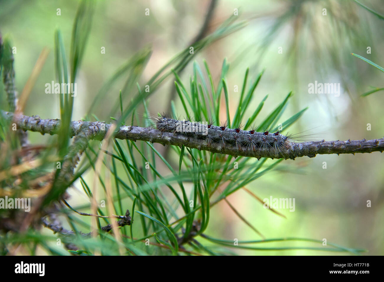 Lymantria dispar Raupen bewegen sich im Wald. schöne Pest Raupe in ...