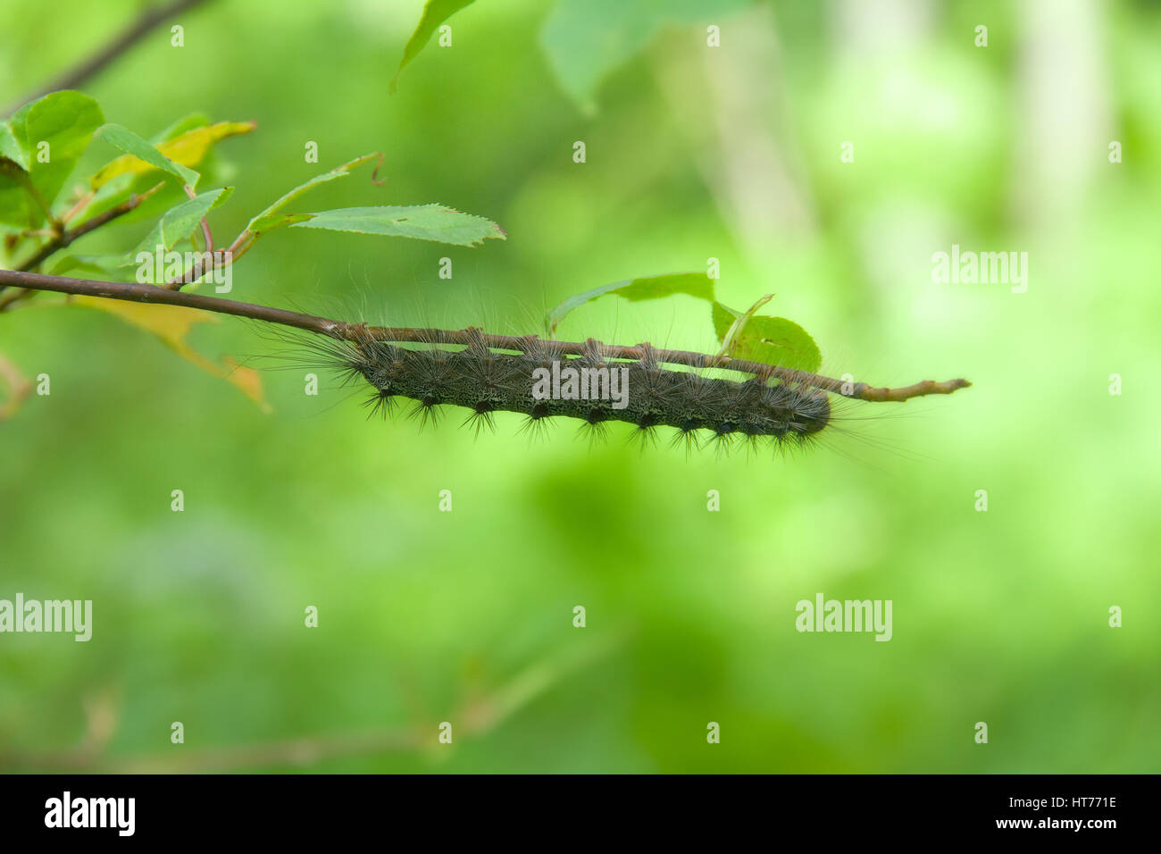 Lymantria dispar Raupen bewegen sich im Wald. schöne Pest Raupe in ...