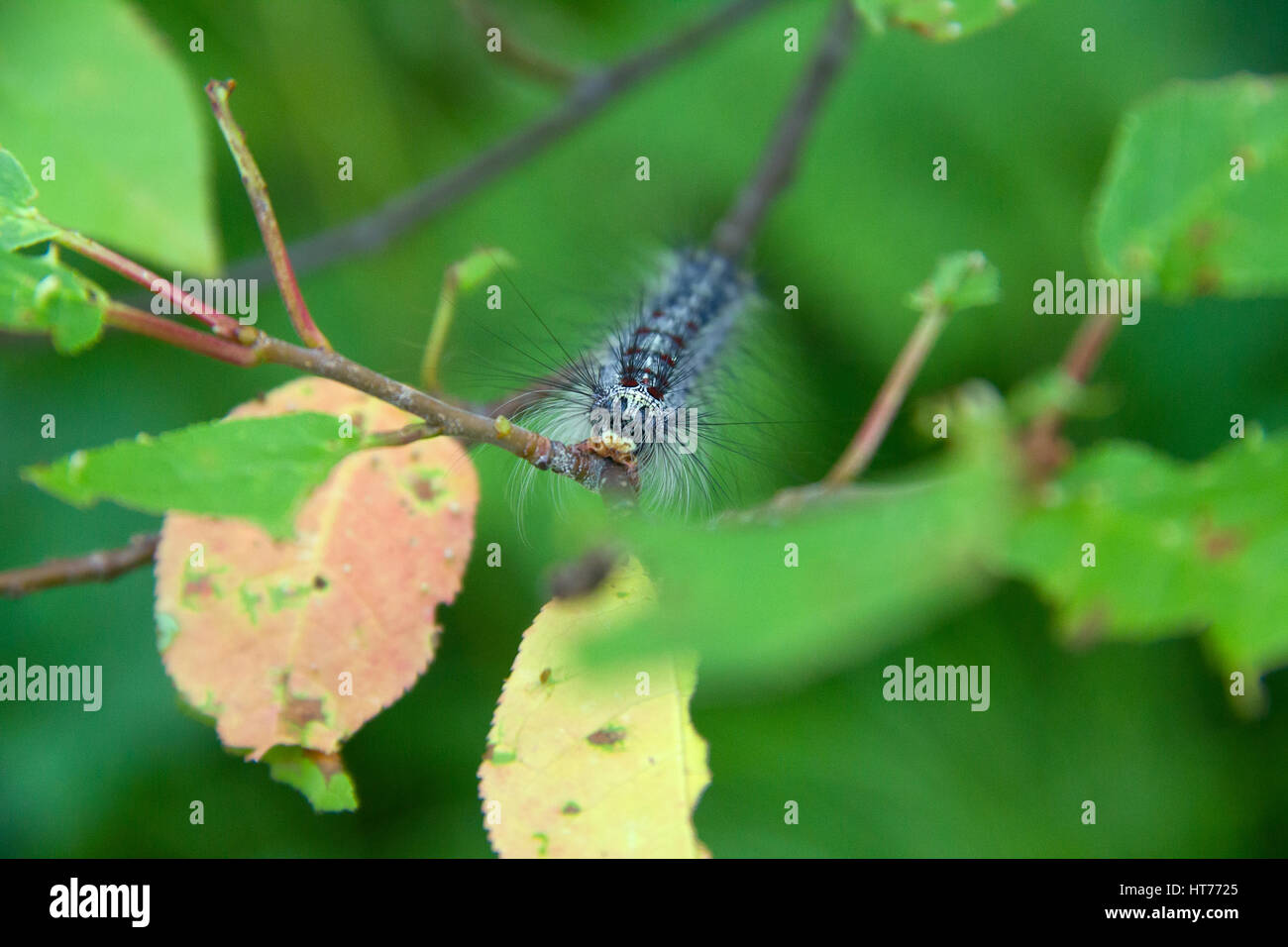 Lymantria dispar Raupen bewegen sich im Wald. schöne Pest Raupe in ...