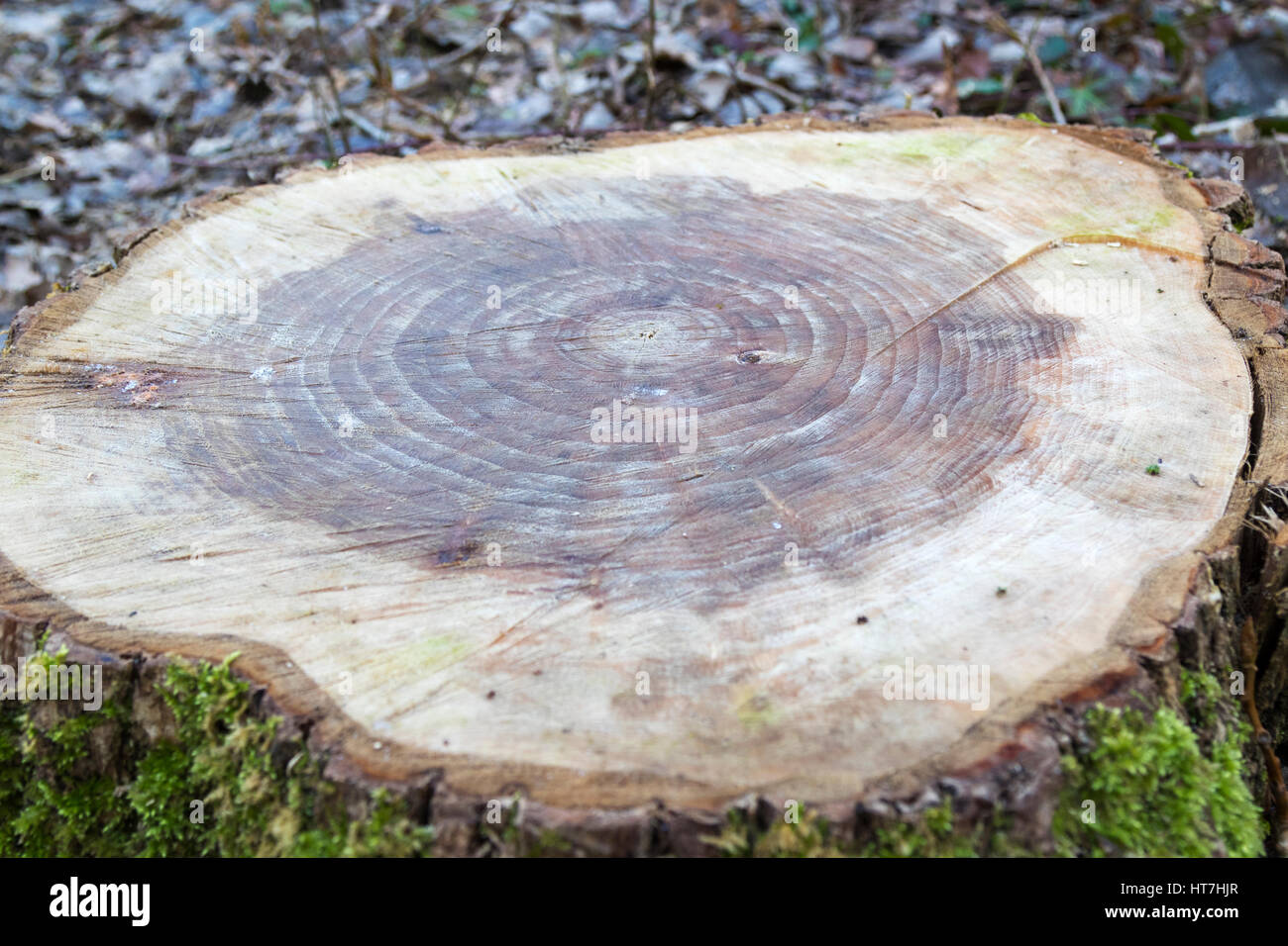 Ringe am baum -Fotos und -Bildmaterial in hoher Auflösung – Alamy