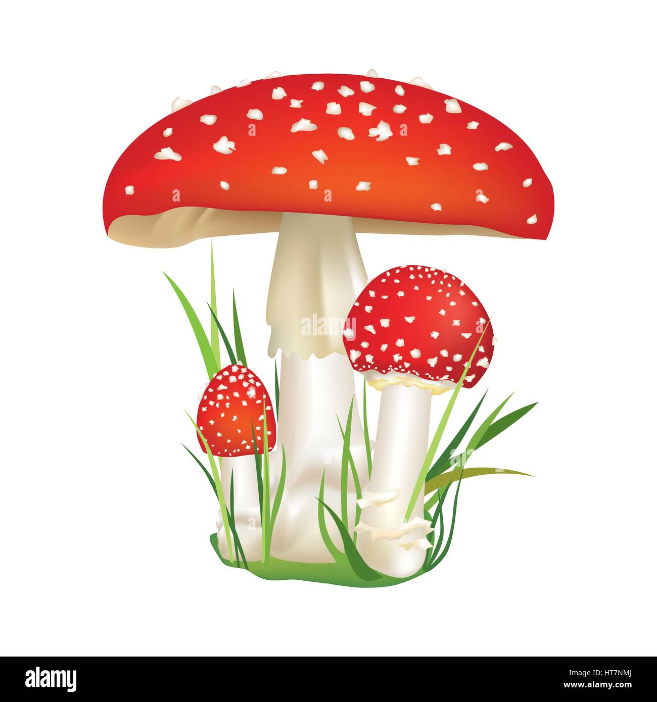 Isolierter pilz Stock-Vektorgrafiken kaufen - Alamy