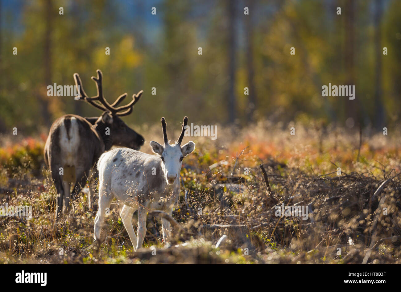 Kalb Rentier Stockfotos und -bilder Kaufen - Alamy