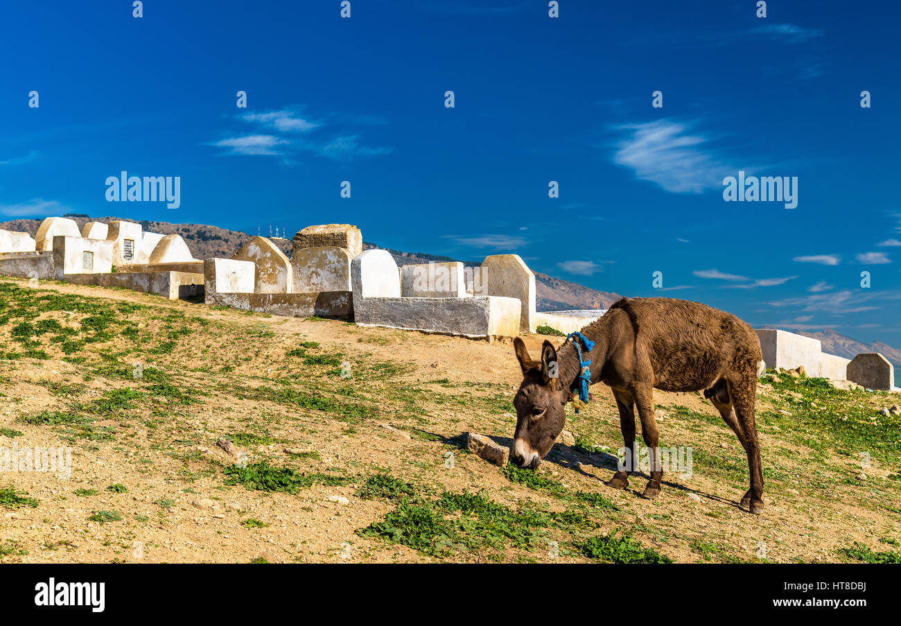 Dummer esel -Fotos und -Bildmaterial in hoher Auflösung – Alamy