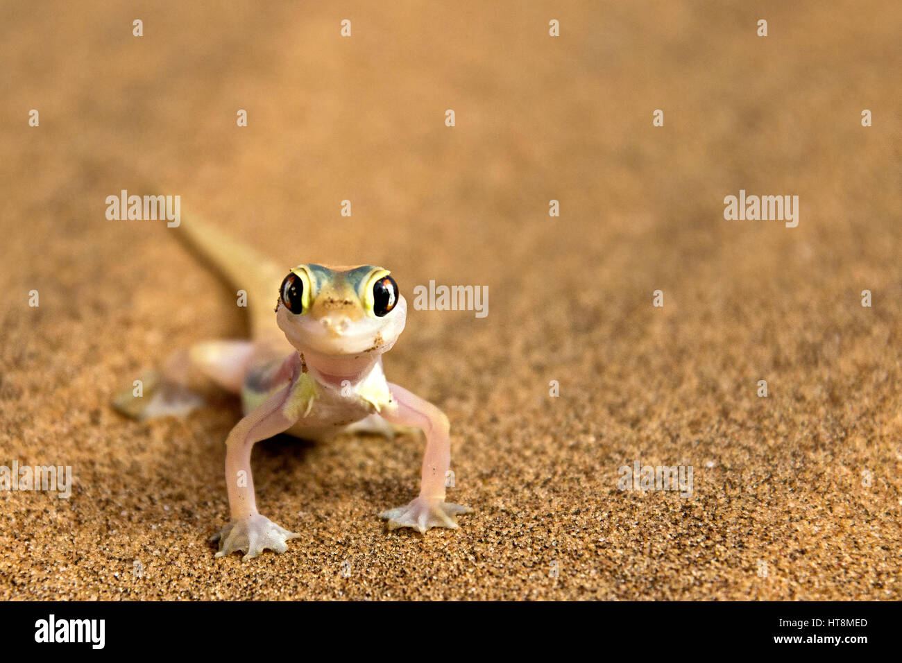 Gecko On Sand Stockfotos & Gecko On Sand Bilder - Alamy