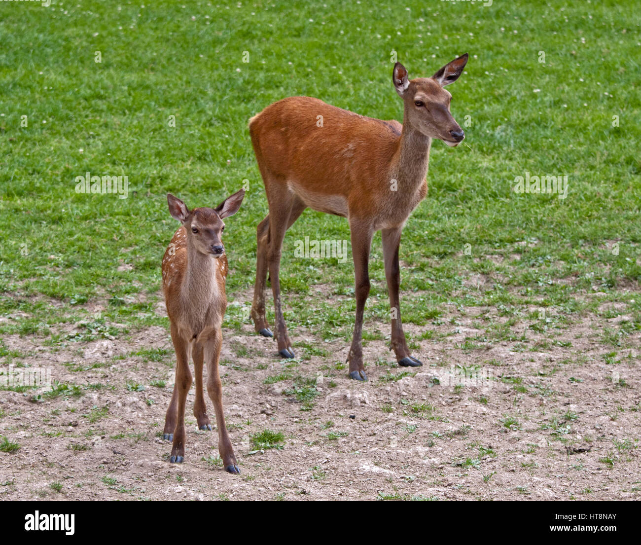 Red deer cervus elaphus doe -Fotos und -Bildmaterial in hoher Auflösung ...