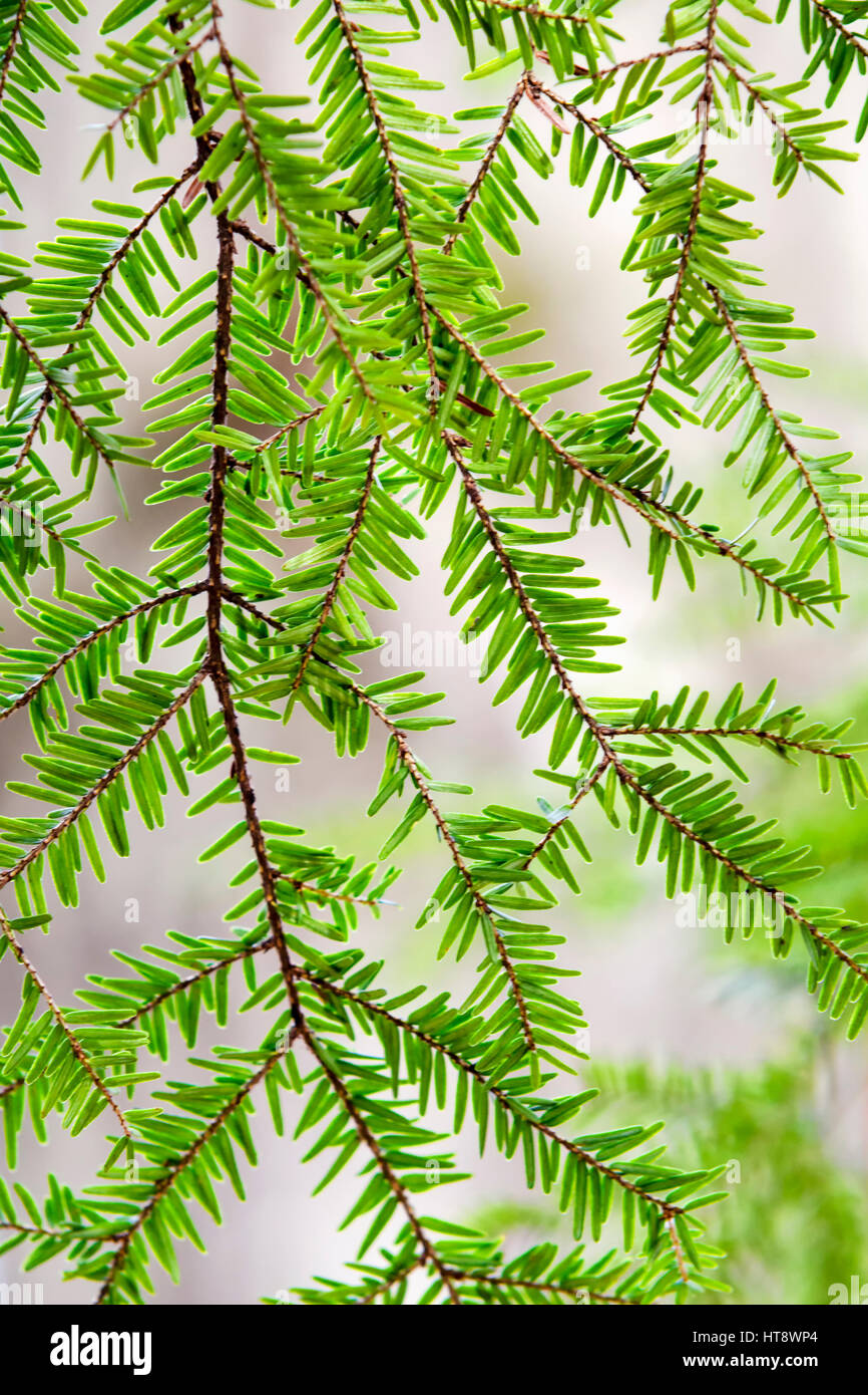 Hemlock Tree Stockfotos und -bilder Kaufen - Alamy