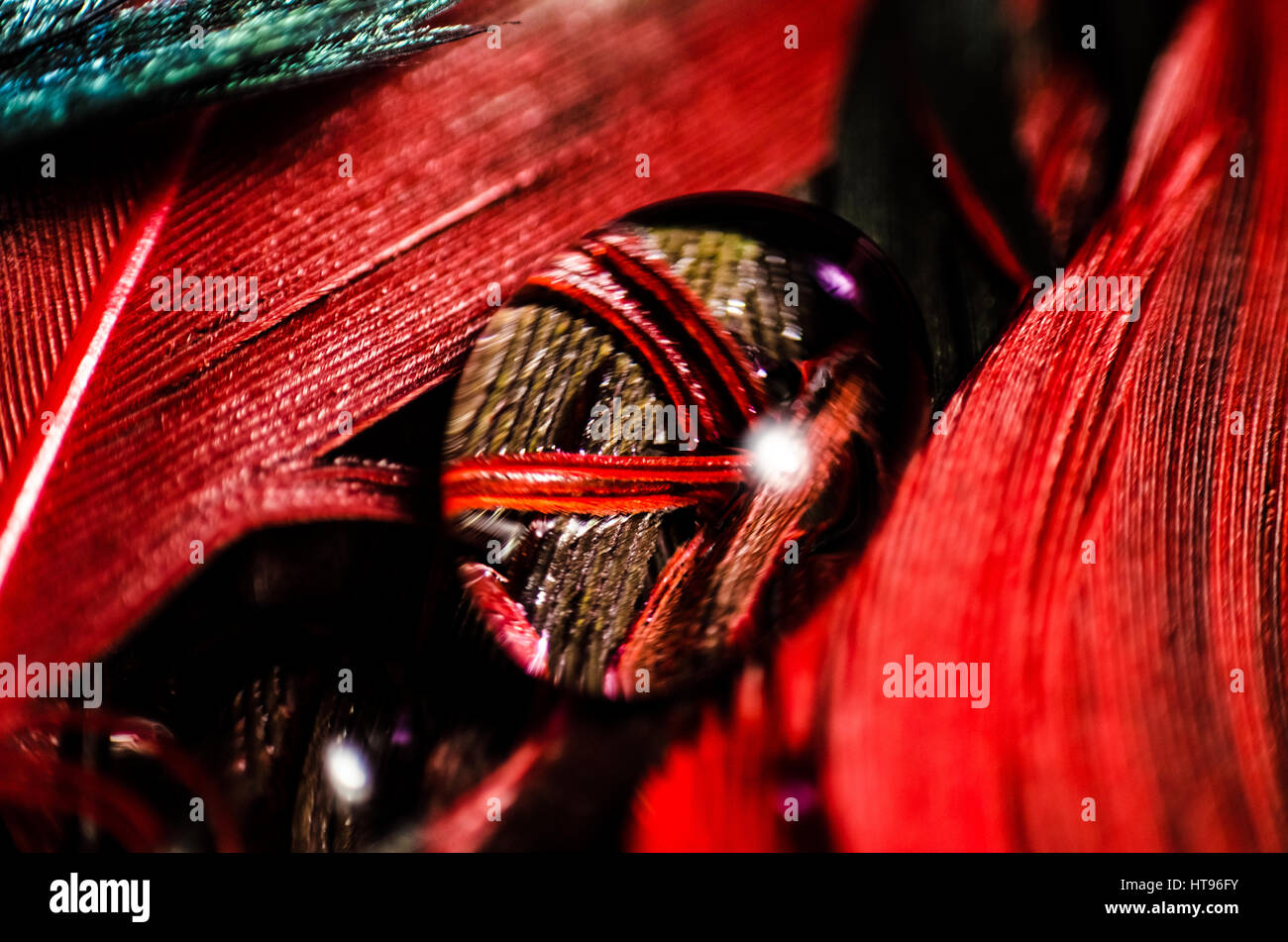 Feathers images -Fotos und -Bildmaterial in hoher Auflösung – Alamy