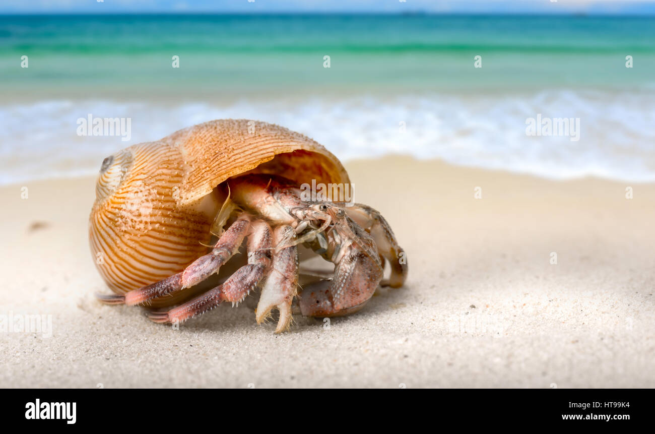 Leben Einsiedlerkrebs am Strand im tropischen Meer Natur in Thailand ...