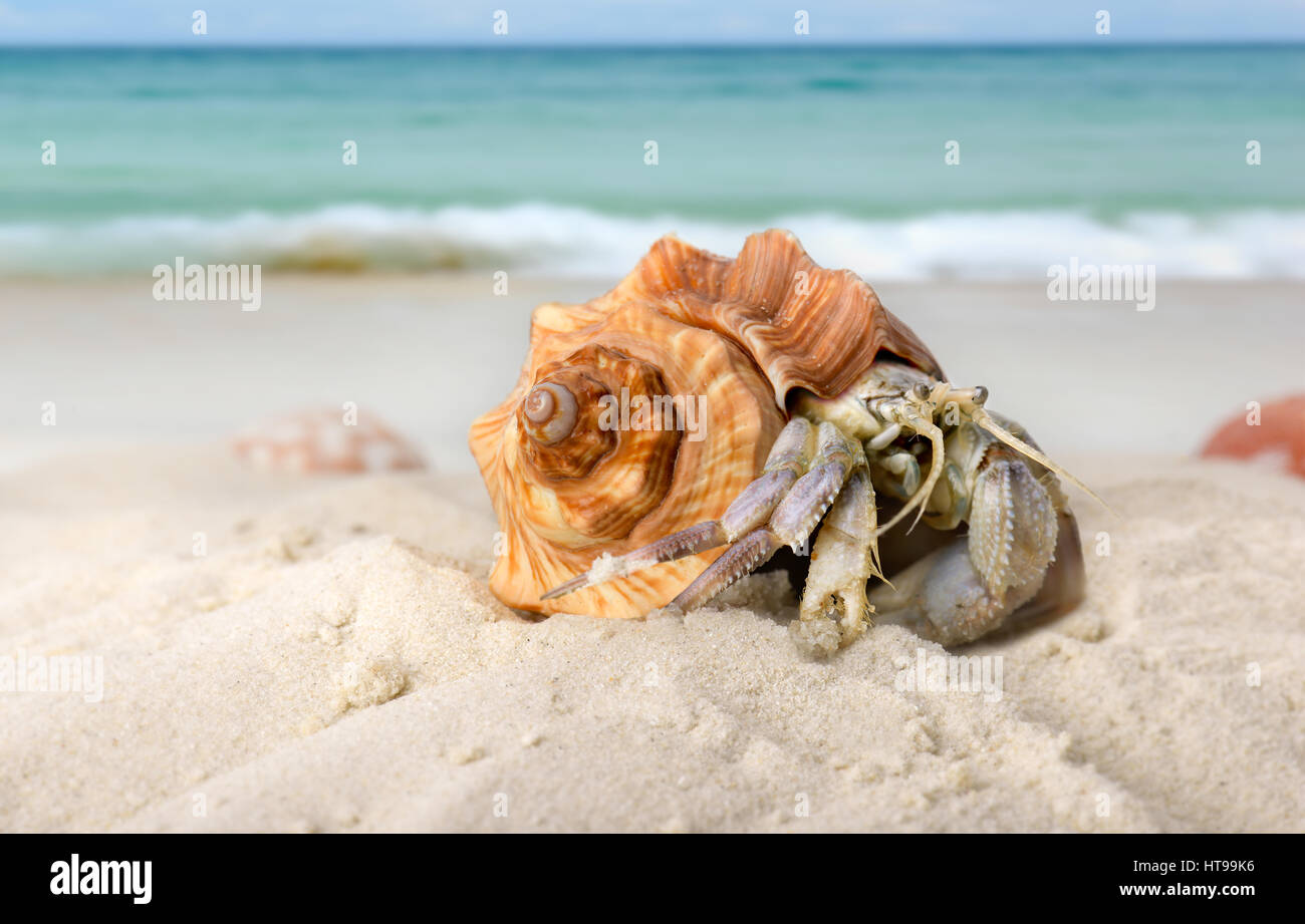 Leben Einsiedlerkrebs am Strand im tropischen Meer Natur in Thailand ...