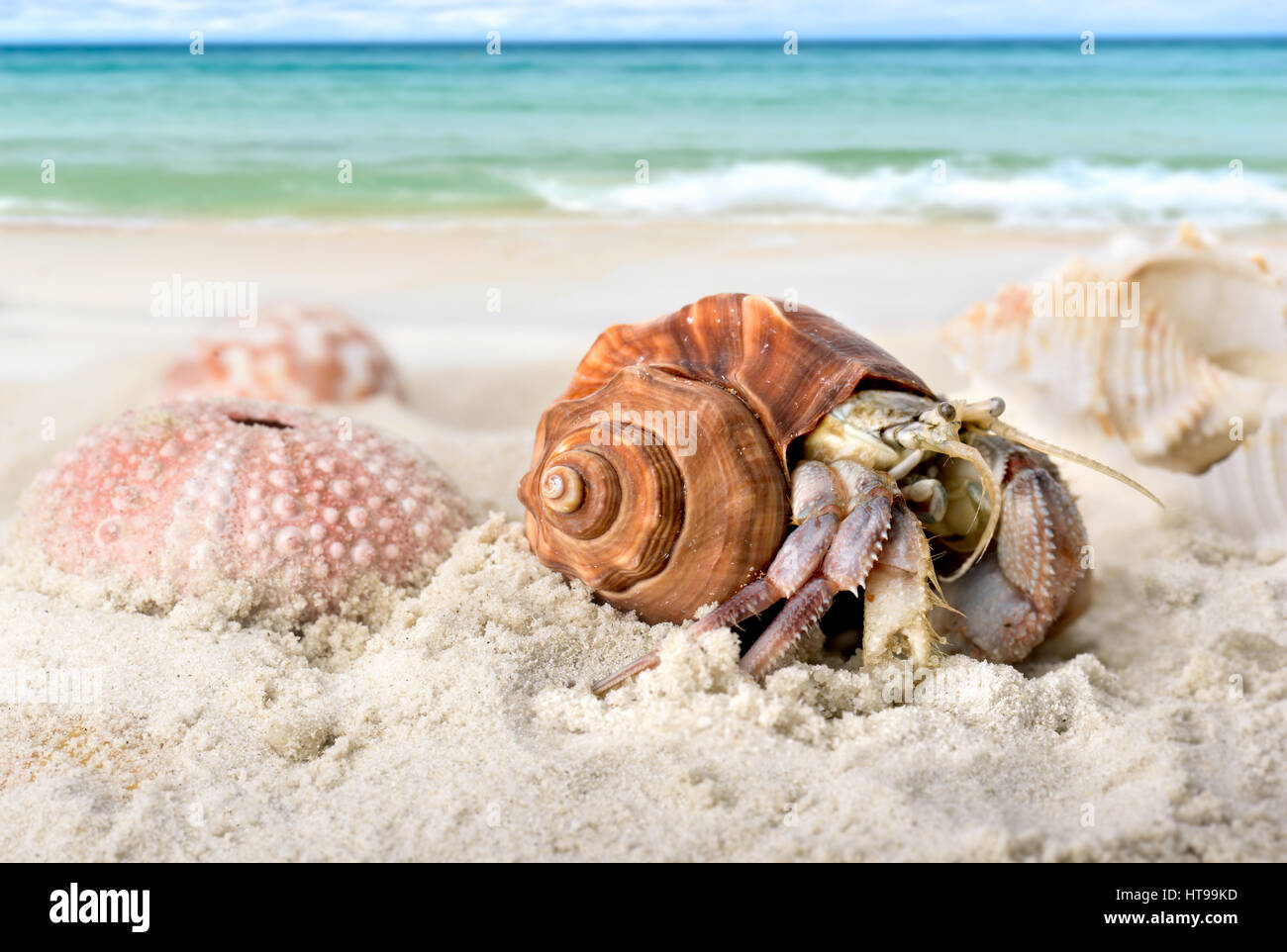 Leben Einsiedlerkrebs am Strand im tropischen Meer Natur in Thailand ...