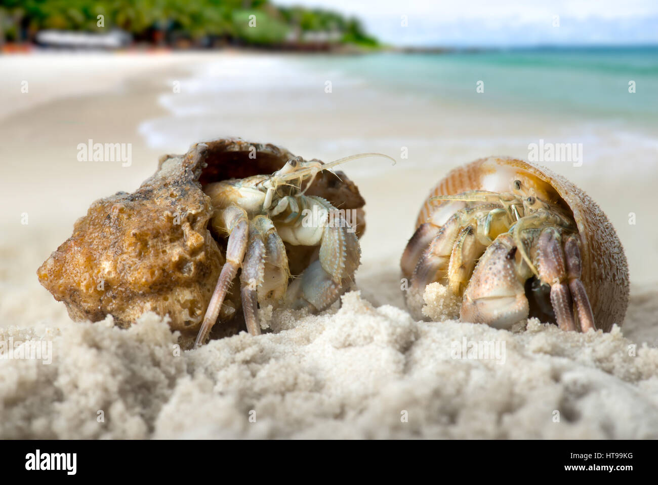 Marine einsiedlerkrebs -Fotos und -Bildmaterial in hoher Auflösung – Alamy