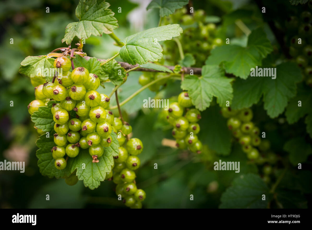 Johannisbeeren rispen -Fotos und -Bildmaterial in hoher Auflösung – Alamy