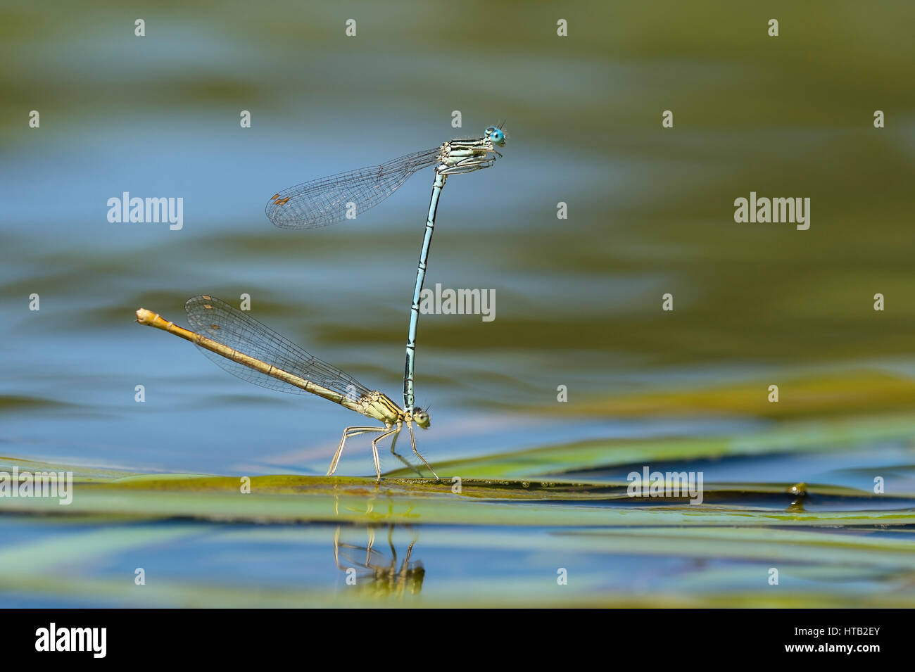 Gewässer libelle -Fotos und -Bildmaterial in hoher Auflösung – Alamy