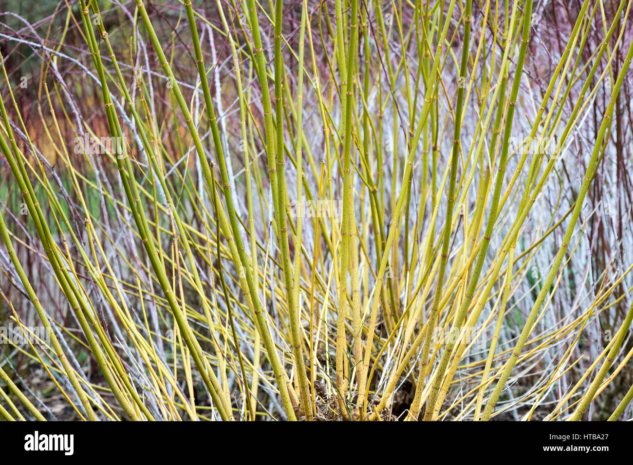 Acer Negundo 'Winter Lightning' Winter Lightning Box Elder Ahorn farbig ...