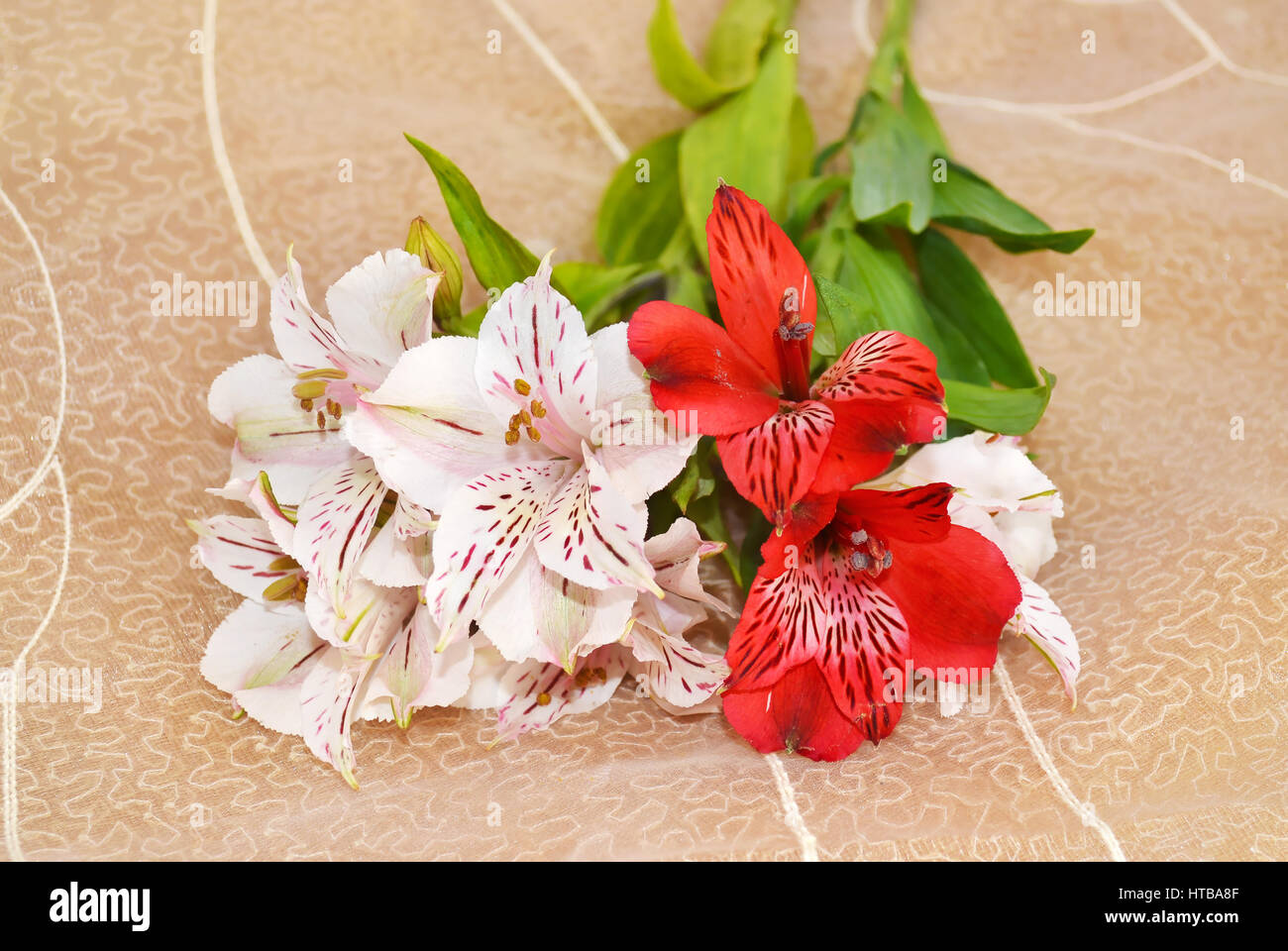 Rote alstromerien -Fotos und -Bildmaterial in hoher Auflösung – Alamy