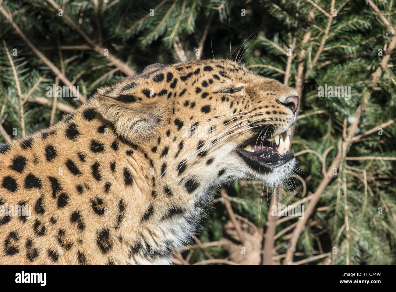 Siberian Leopard Stockfotos und -bilder Kaufen - Alamy