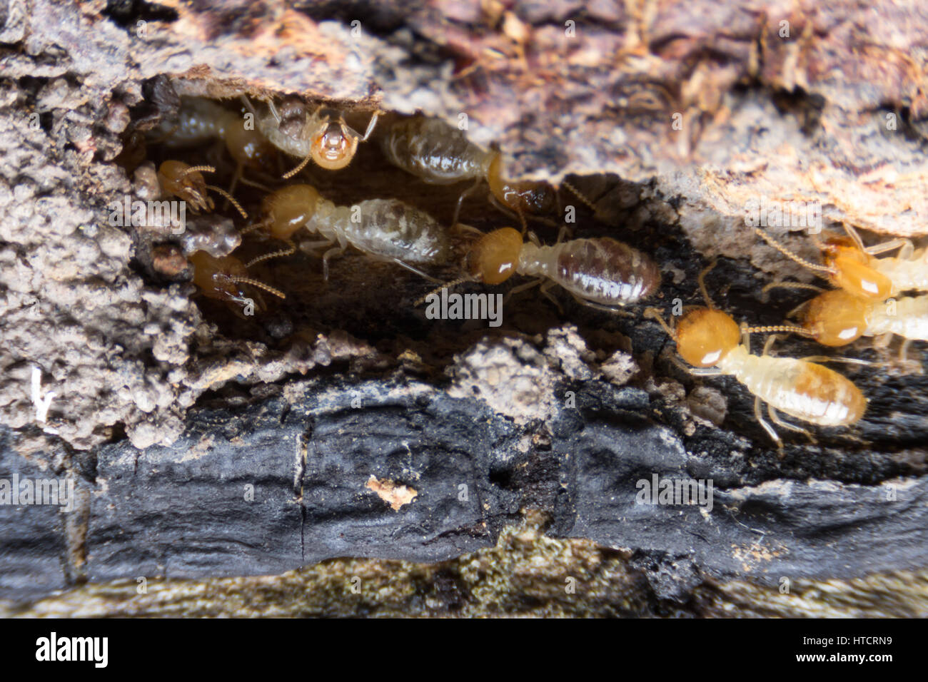 Termite, Termiten essen Holz wie ein Tier im Haus Stockfotografie - Alamy