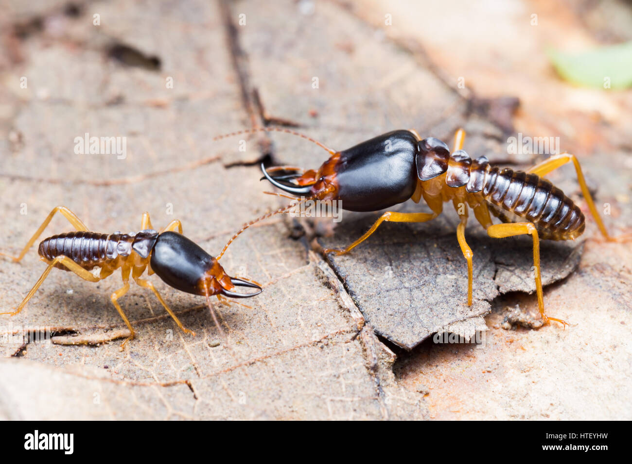 Unterirdische termiten -Fotos und -Bildmaterial in hoher Auflösung – Alamy
