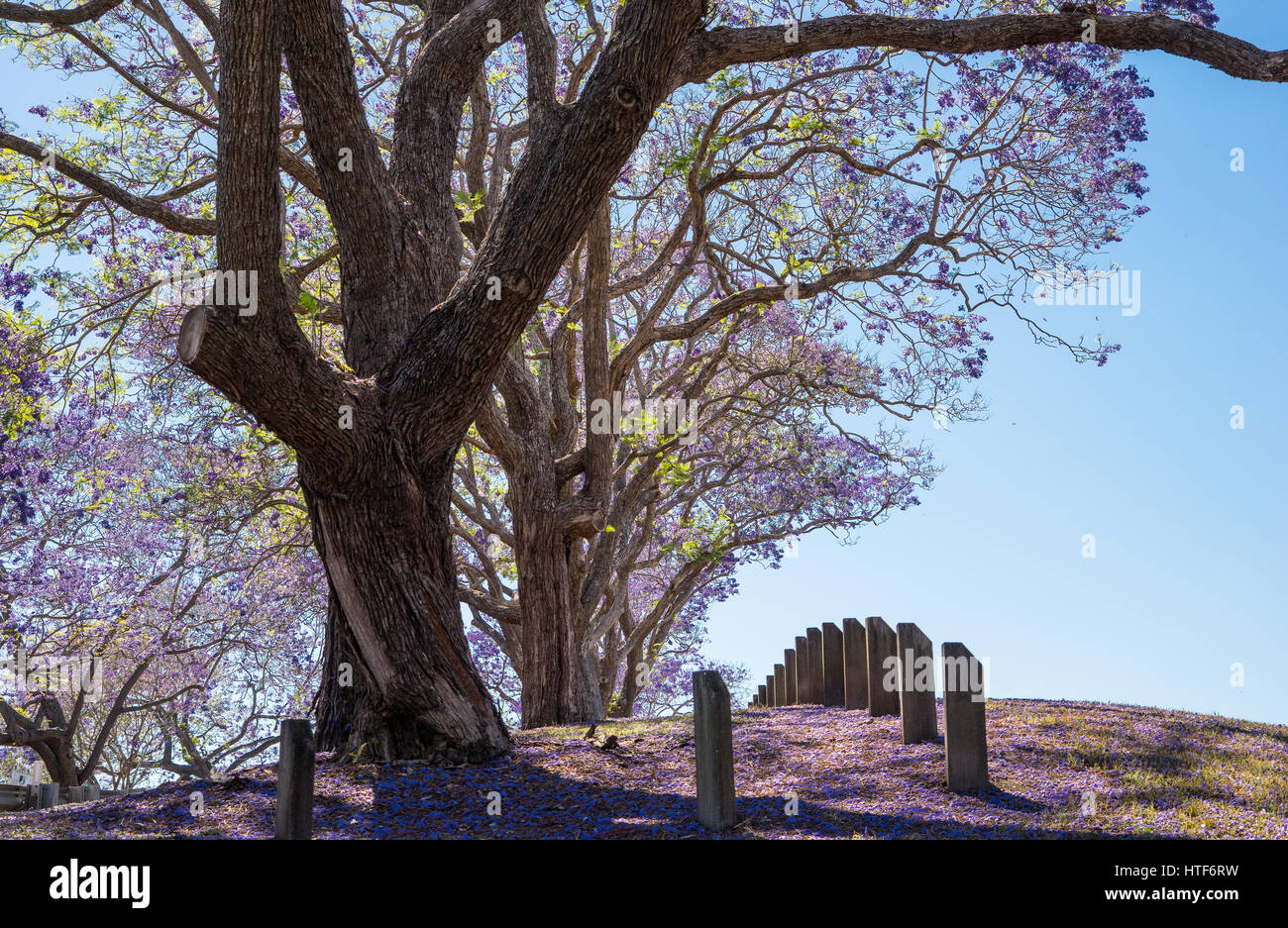 Purple flowers jacaranda tree in -Fotos und -Bildmaterial in hoher ...
