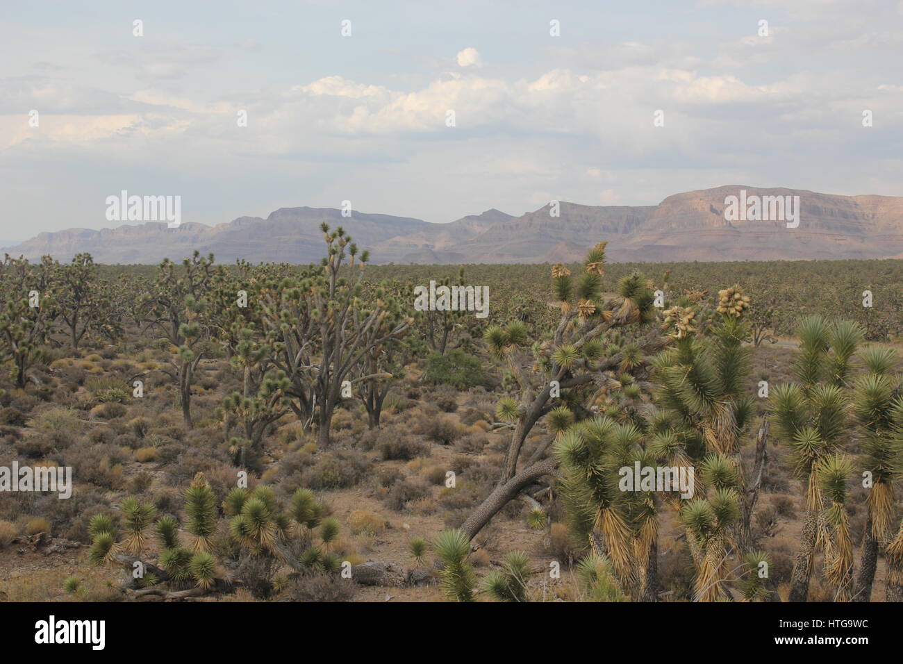 Arizona joshua tree forest -Fotos und -Bildmaterial in hoher Auflösung ...
