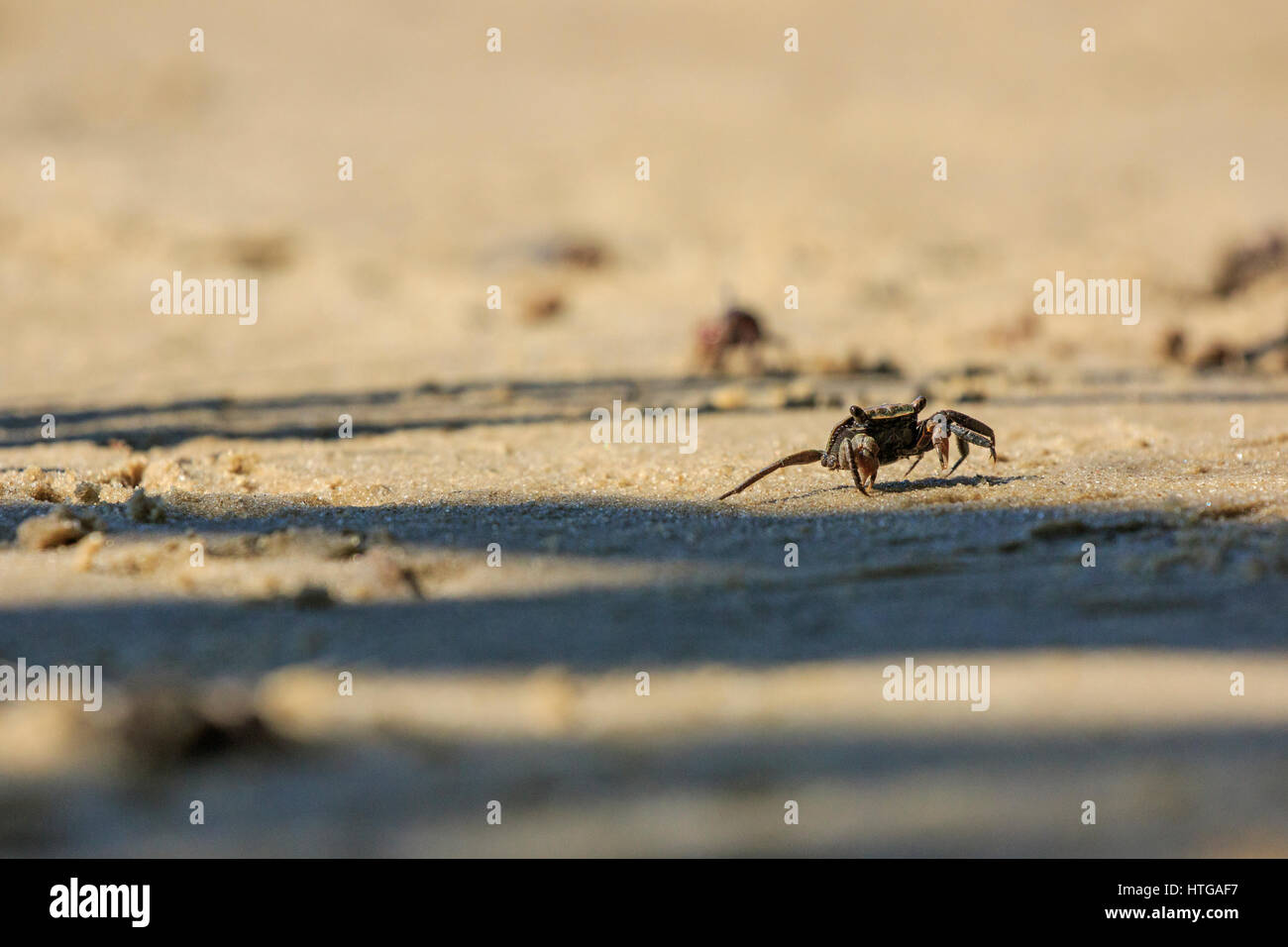 Krebse am strand -Fotos und -Bildmaterial in hoher Auflösung – Alamy