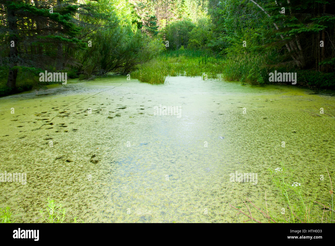 Grüne Algen See Stockfotografie - Alamy