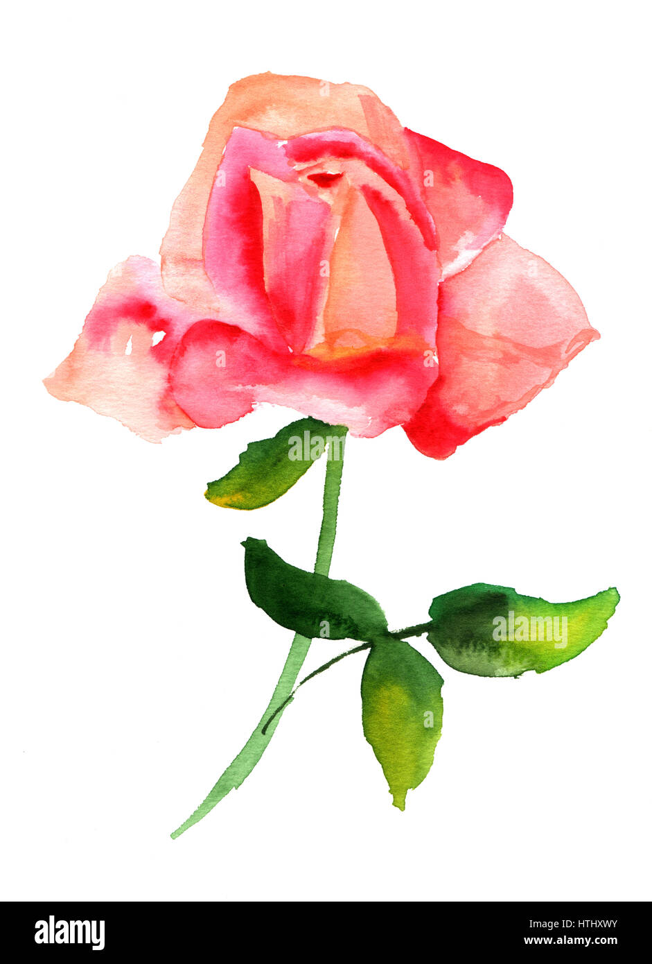 Ein Aquarell, Zeichnung von einem zarten rosa rose Blume auf einem ...