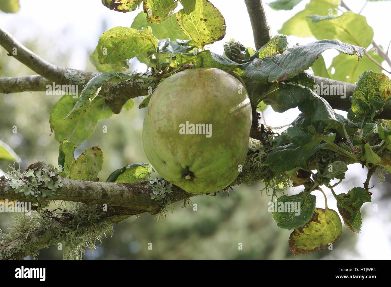 Malus "Lady Finger Stockfotografie - Alamy