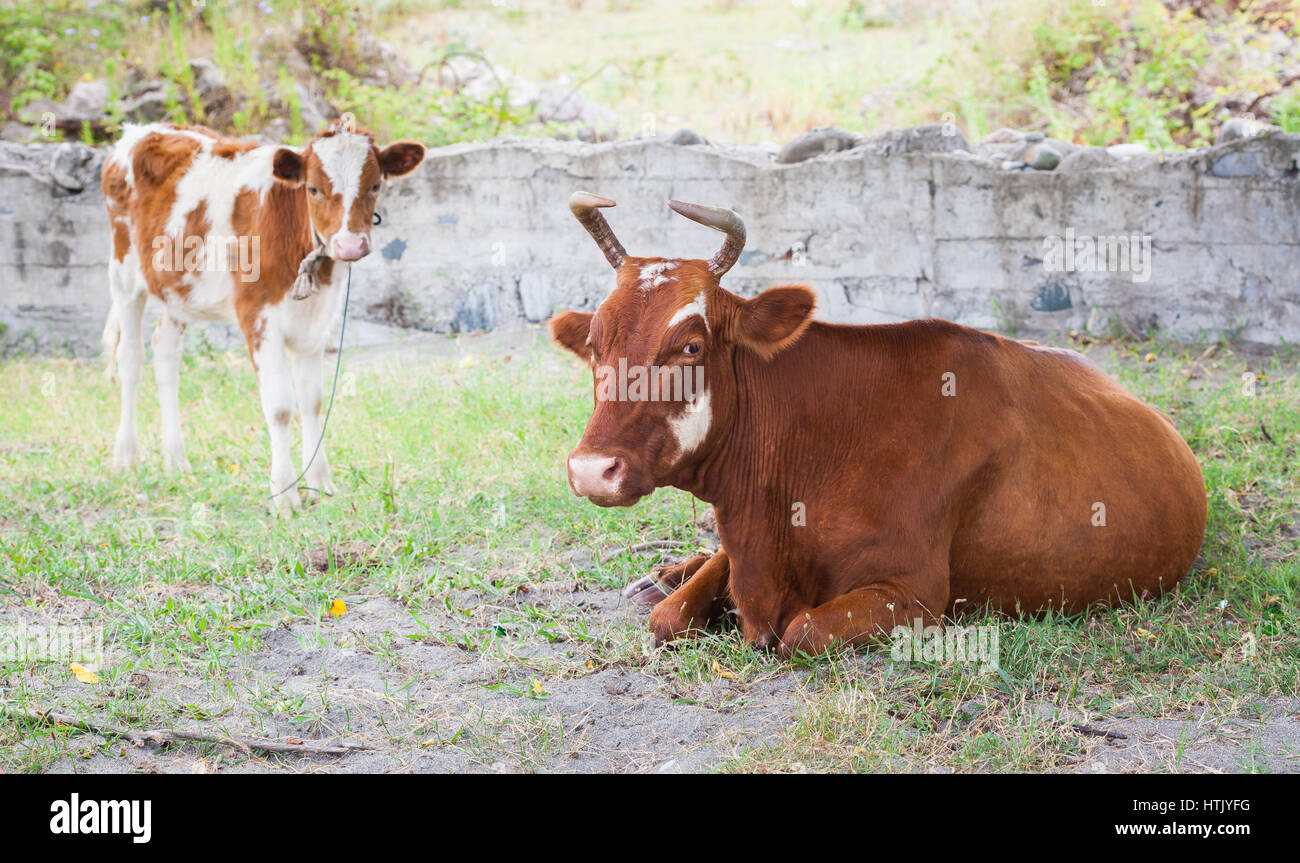Liegendes kalb -Fotos und -Bildmaterial in hoher Auflösung – Alamy