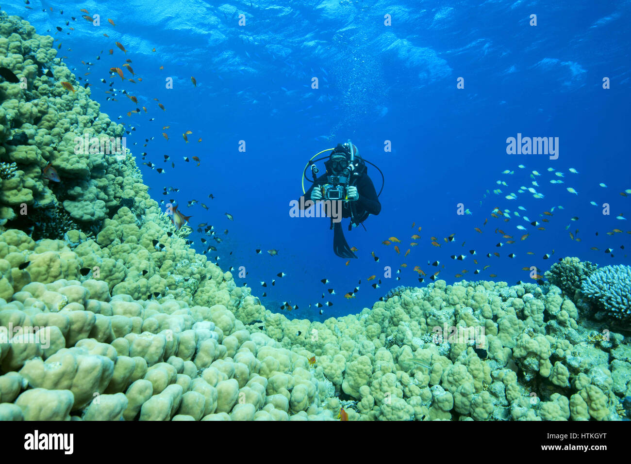 Rotes Meer, Ägypten. 5. November 2016. Kamera Mann Taucher schwimmt ...