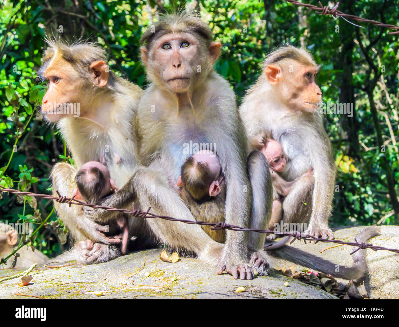 Drei affen umarmen -Fotos und -Bildmaterial in hoher Auflösung – Alamy