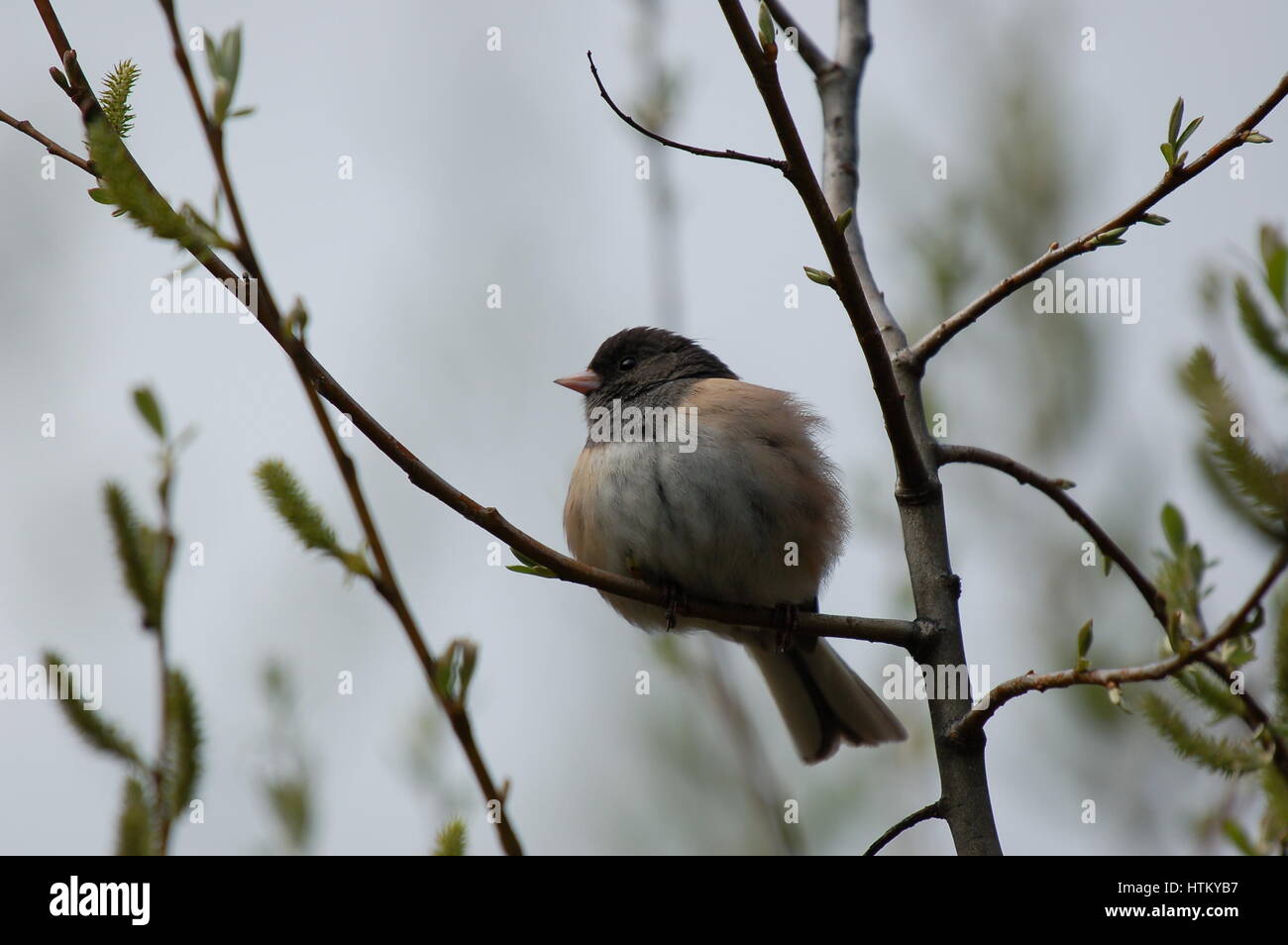 Vogel sitzt in einem baum -Fotos und -Bildmaterial in hoher Auflösung ...