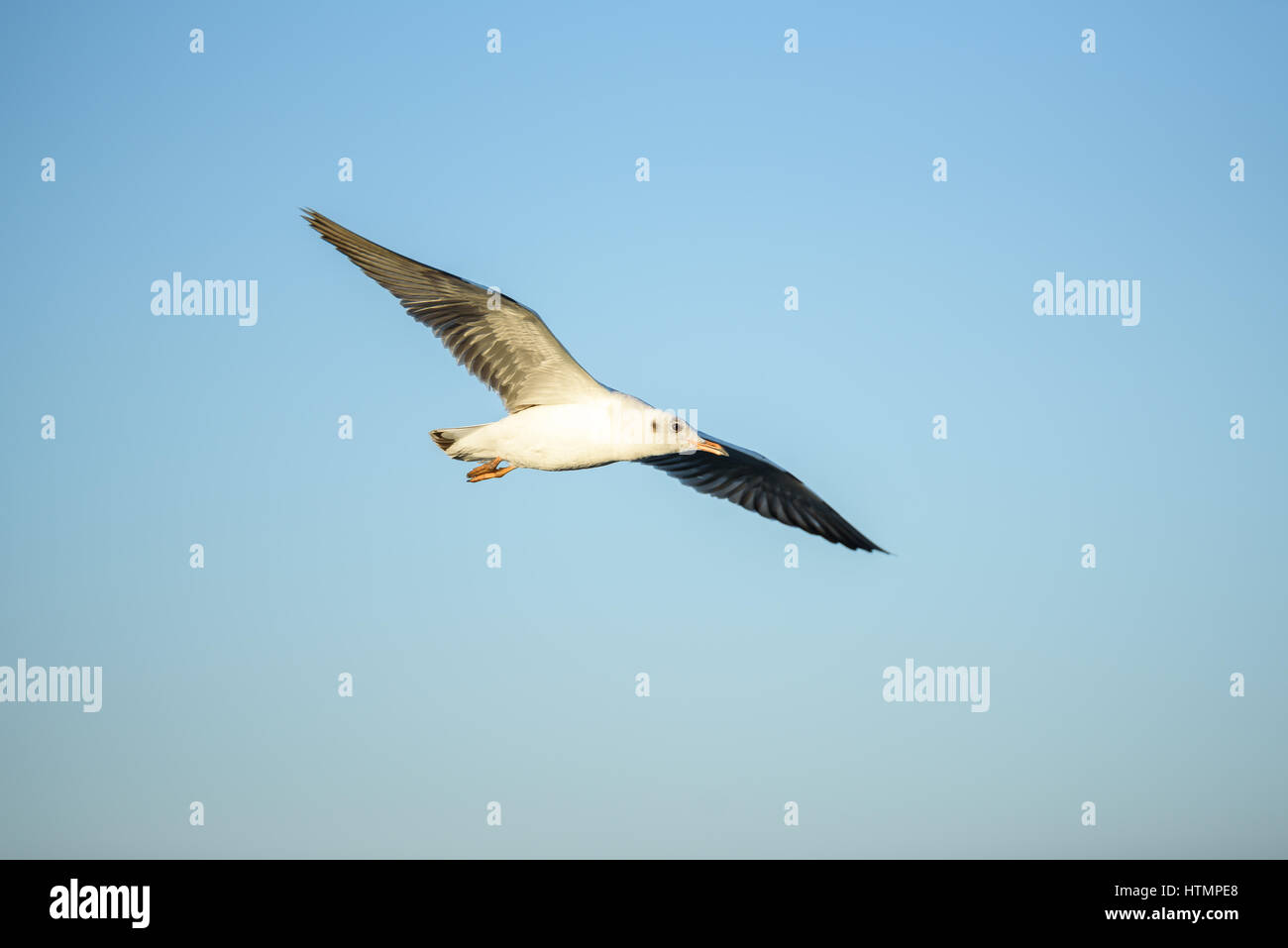 Möwe fliegen -Fotos und -Bildmaterial in hoher Auflösung – Alamy