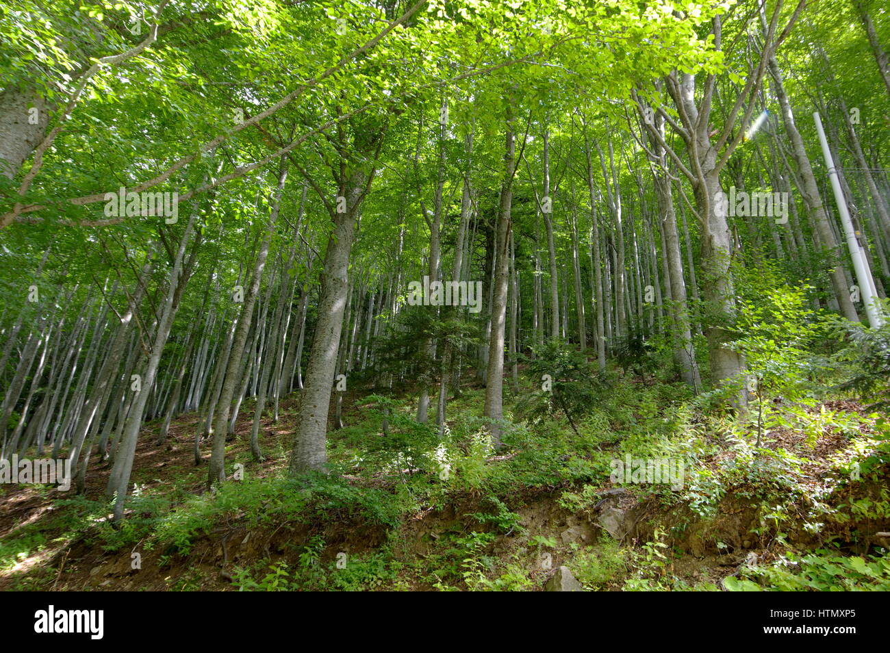 Pappeln in der sonne -Fotos und -Bildmaterial in hoher Auflösung – Alamy
