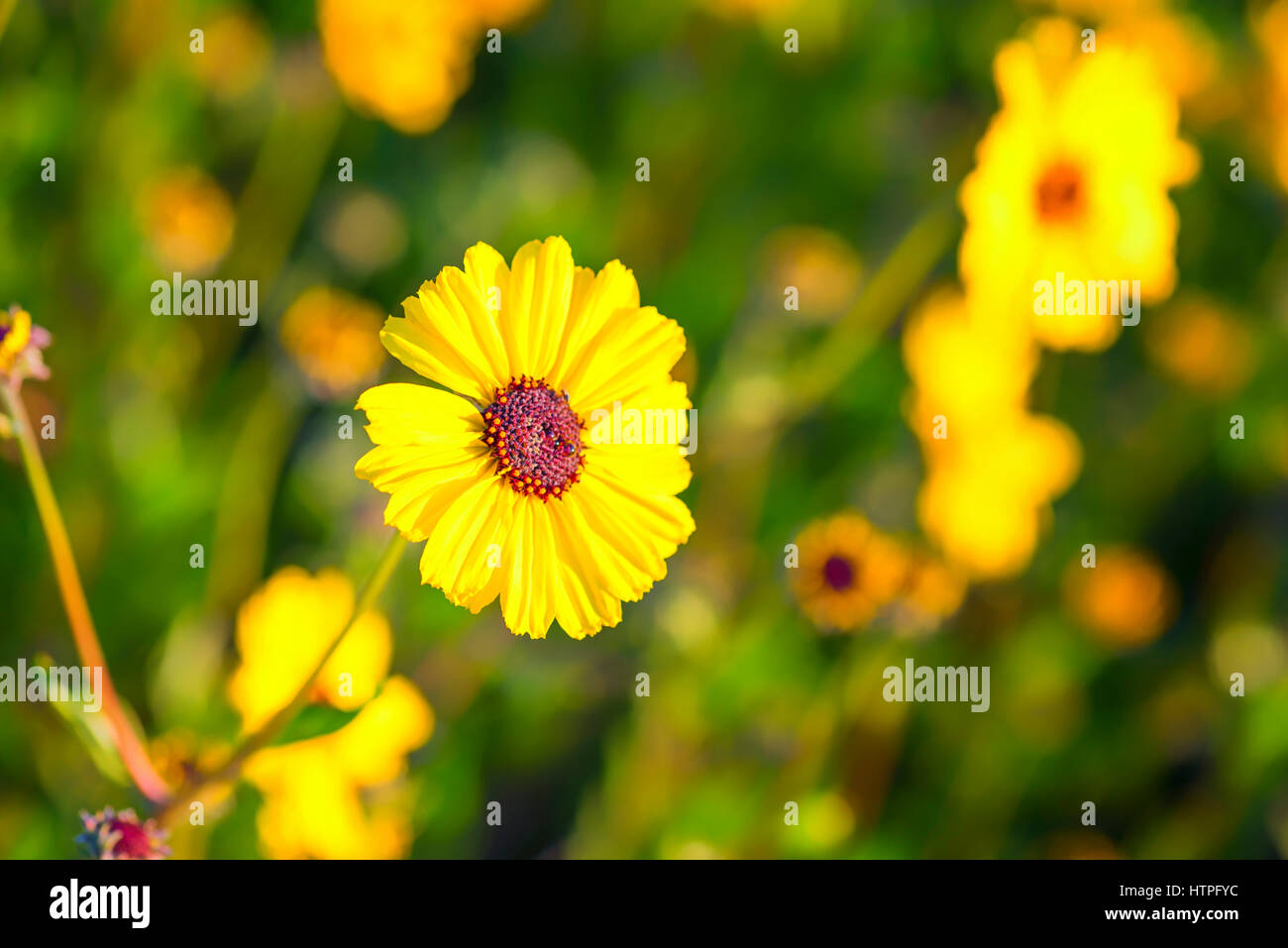 Leuchtend gelbe wildblumen -Fotos und -Bildmaterial in hoher Auflösung ...