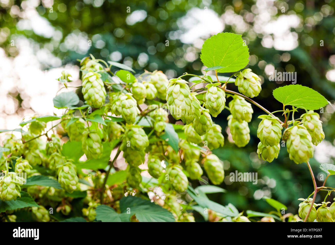 Hopfen hintergrund -Fotos und -Bildmaterial in hoher Auflösung – Alamy