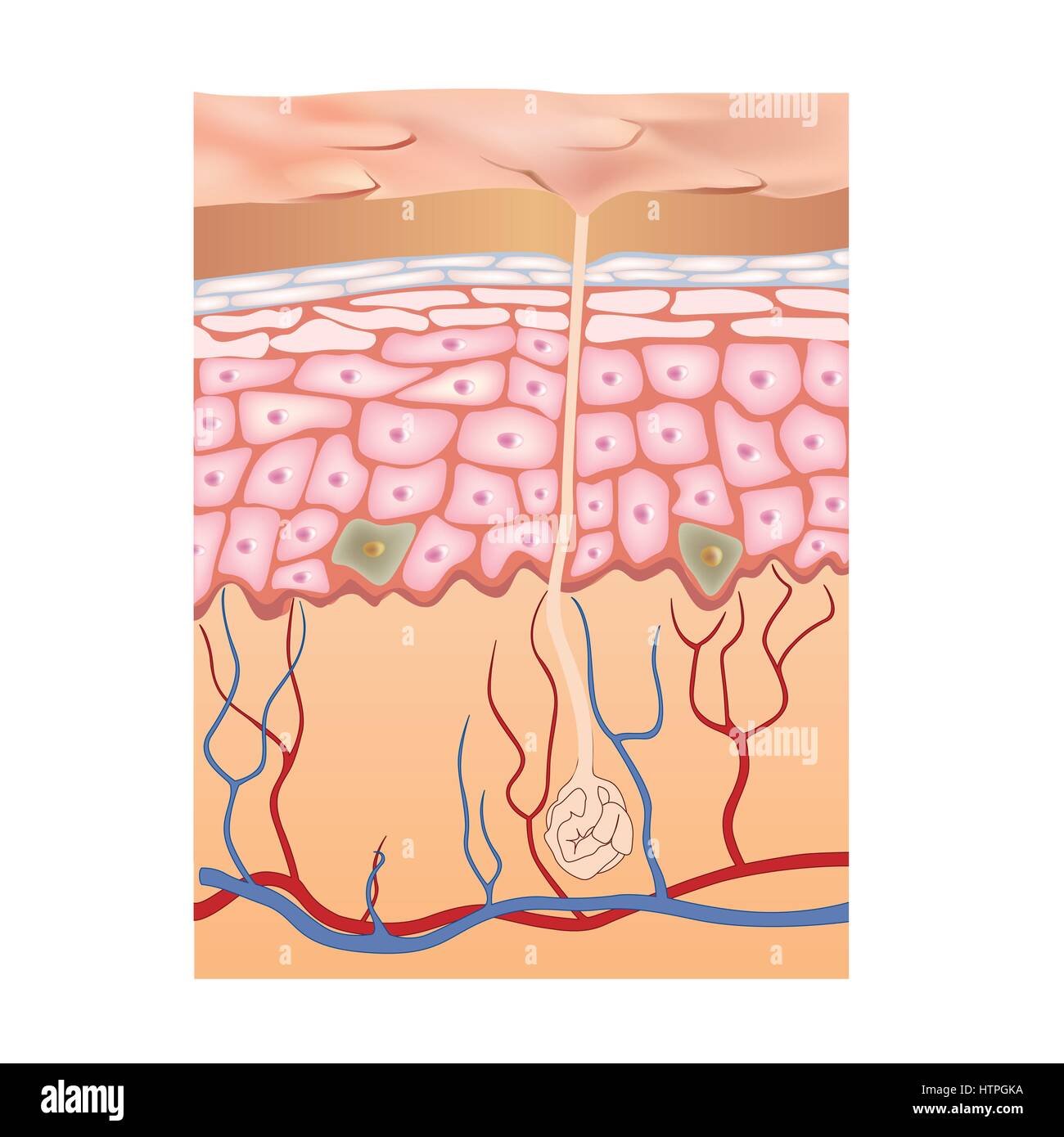 Die Struktur der Haut. 3D-Anatomie der Epidermis. Vector Illustration ...