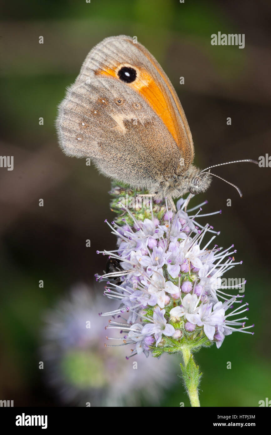 Königreich: Animalia Phylum: Arthropoda Klasse: Insecta Ordnung ...