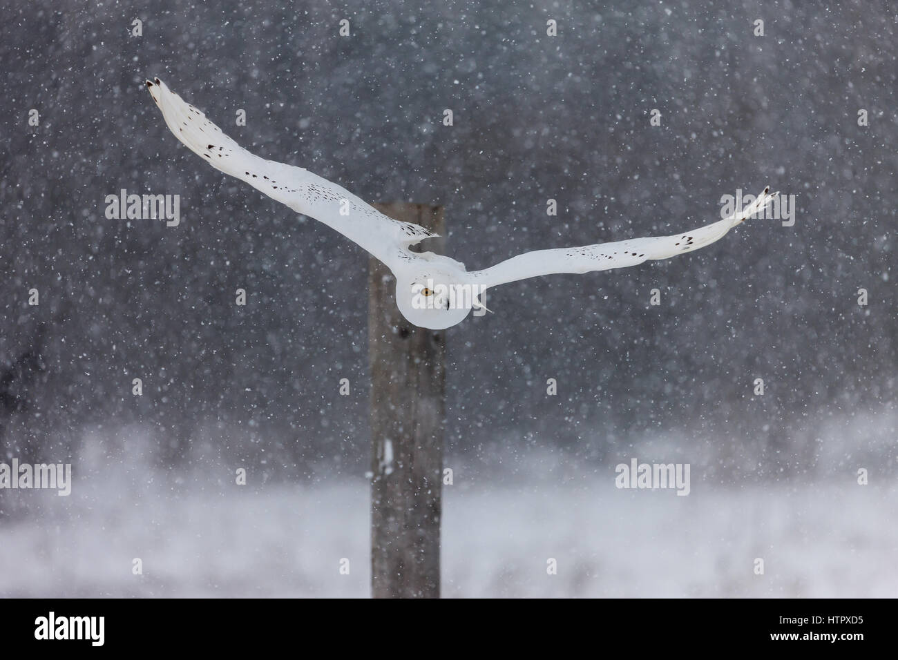 Die Schnee-Eule (Bubo Scandicus) ist eine große weiße Eule der ...